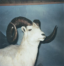 Dall Sheep | Big Game Hunting Records - Safari Club International Online Record Book