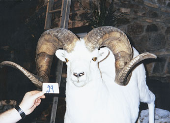 World Record Dall Sheep