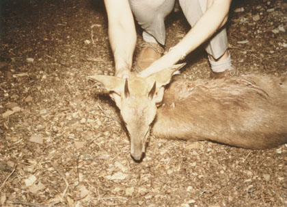 Four-horned Antelope or Chousingha | Big Game Hunting Records - Safari ...