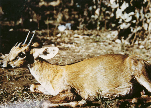 Four-horned Antelope or Chousingha | Big Game Hunting Records - Safari ...