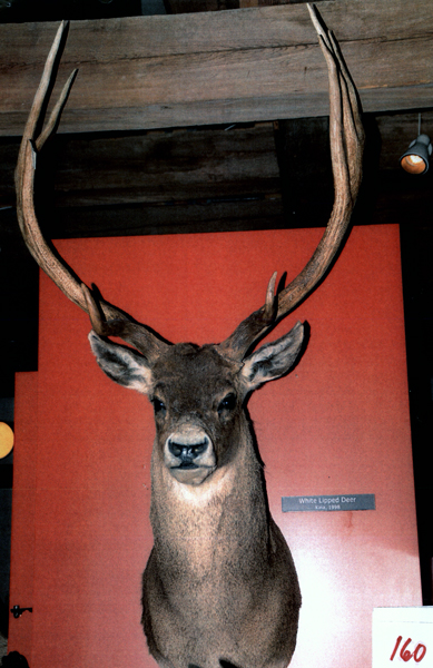 White-lipped or Thorold Deer | Big Game Hunting Records - Safari Club ...