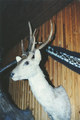 Indian Hog Deer or Para | Big Game Hunting Records - Safari Club ...