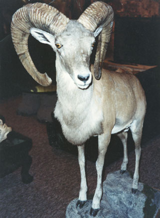 Afghan Urial - Asia | Big Game Hunting Records - Safari Club ...