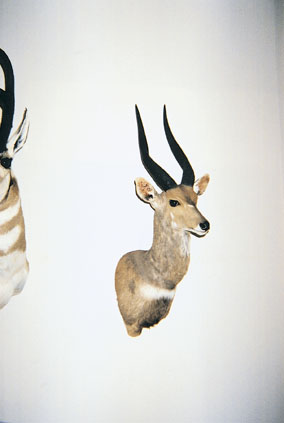 Chobe Bushbuck | Big Game Hunting Records - Safari Club International ...