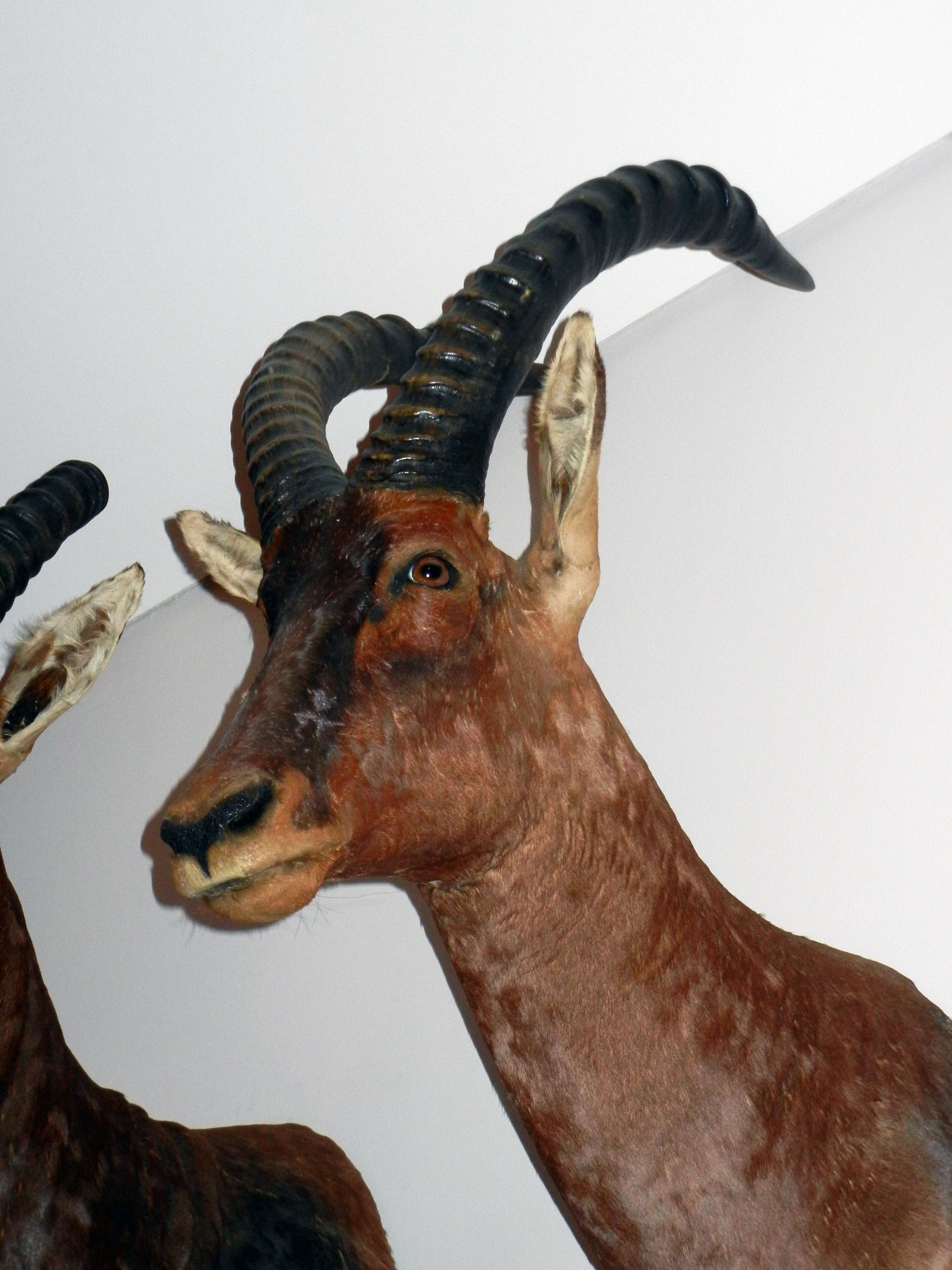 Korrigum | Big Game Hunting Records - Safari Club International Online ...