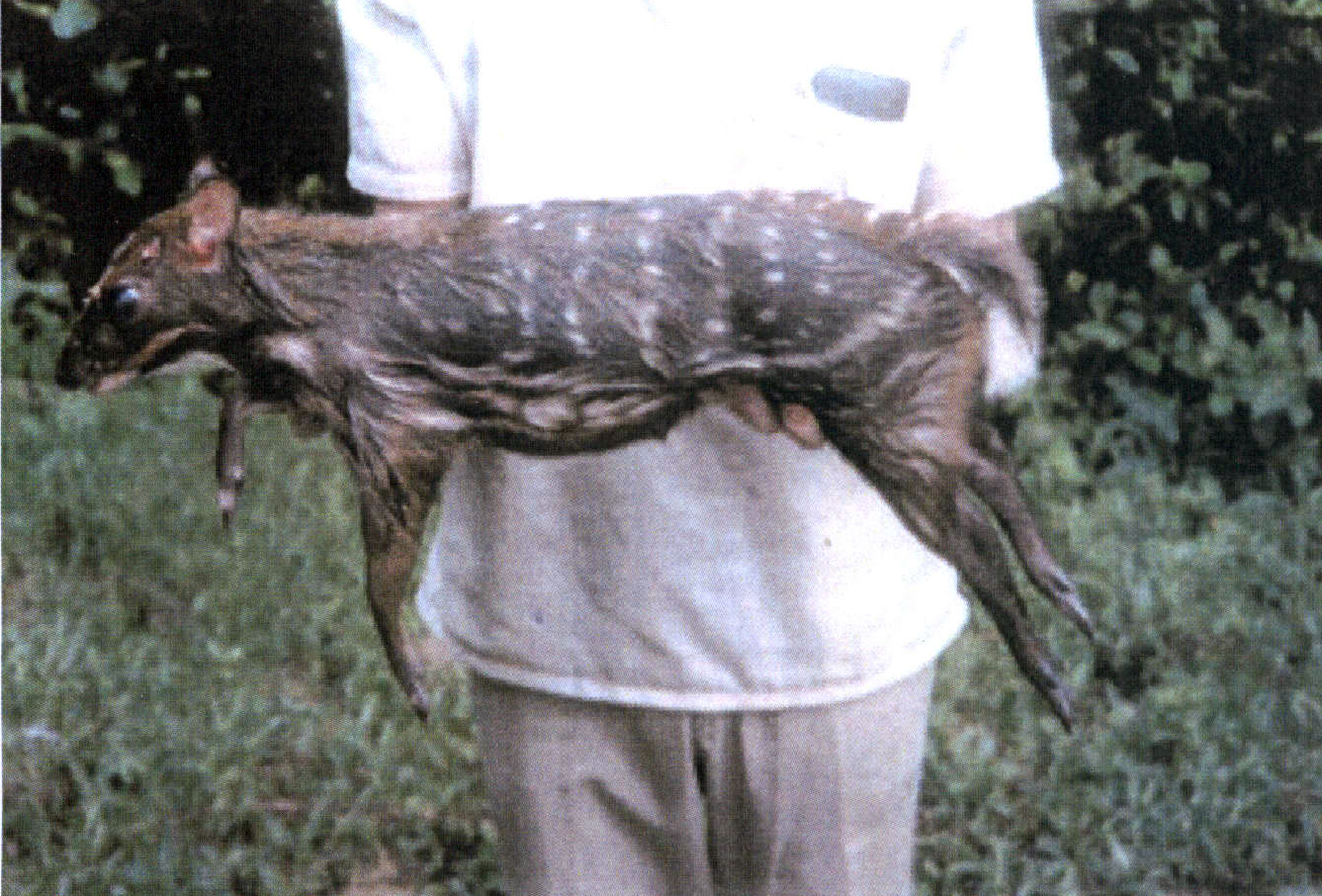 Water Chevrotain | Big Game Hunting Records - Safari Club International ...