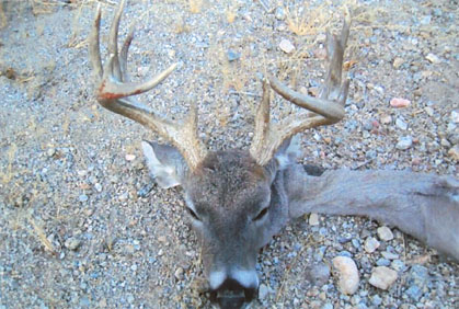 Coues White-tailed Deer | Big Game Hunting Records - Safari Club ...
