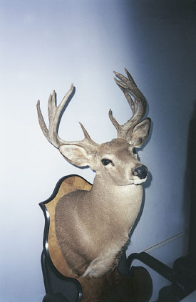 Coues White-tailed Deer | Big Game Hunting Records - Safari Club ...