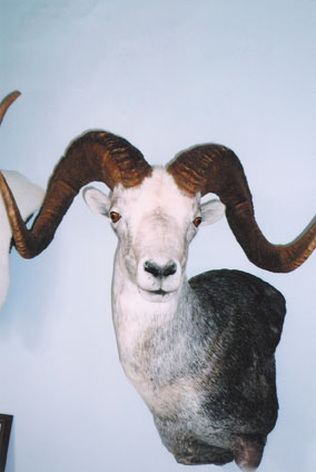 Stone Sheep | Big Game Hunting Records - Safari Club International ...