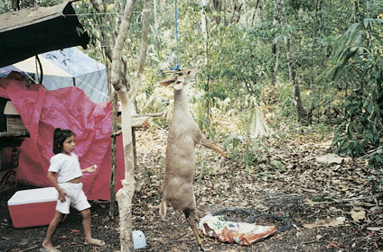 Yucatan Gray-Brown Brocket Deer | Big Game Hunting Records - Safari ...