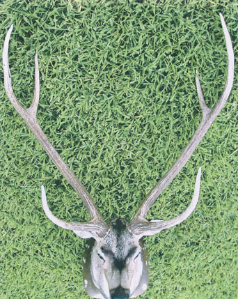 Axis Deer - North America Introduced | Big Game Hunting Records ...