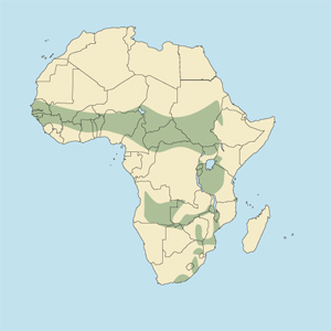 Common Oribi | Big Game Hunting Records - Safari Club International ...